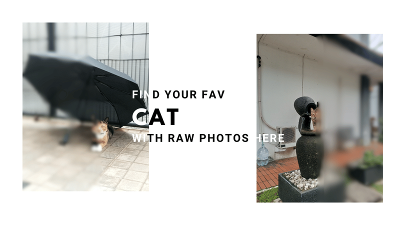 Purchase RAW CAT PHOTOS | Clicky